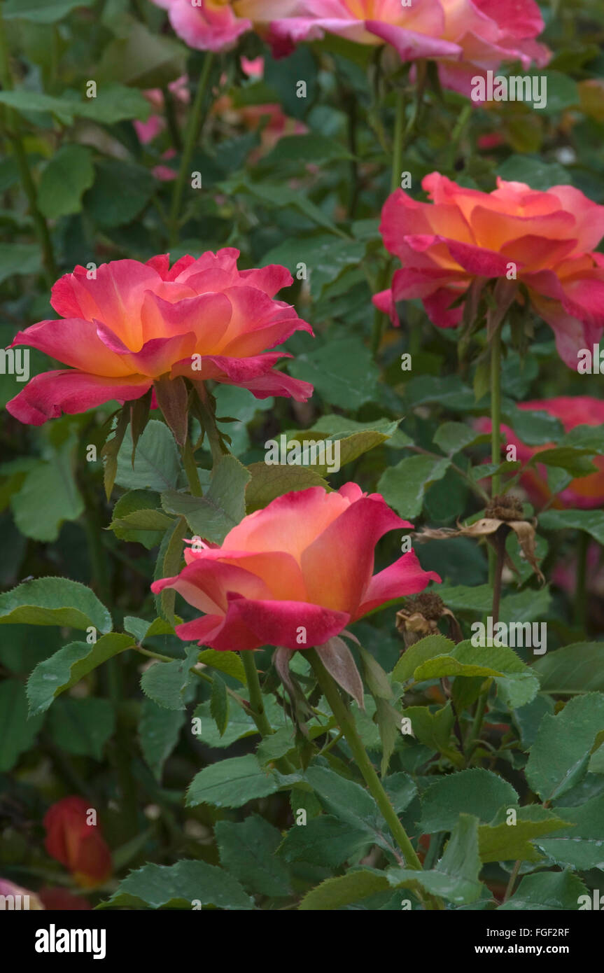 Rose, Rosa , GRANADA Stock Photo - Alamy