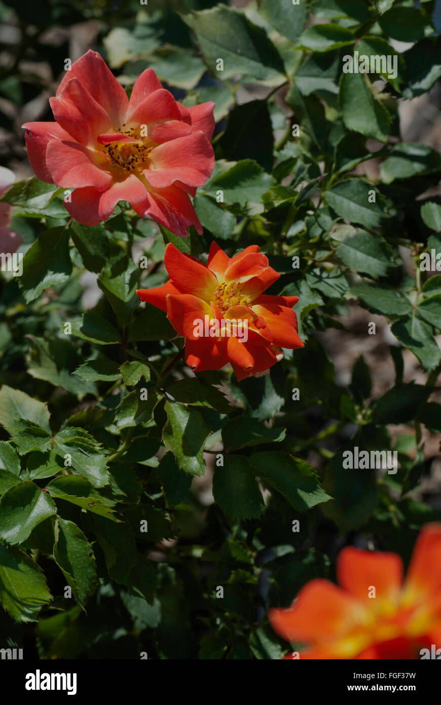 Gypsy hybrid hi-res stock photography and images - Alamy