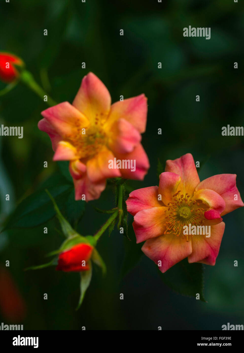 Happy chappy rose hi-res stock photography and images - Alamy
