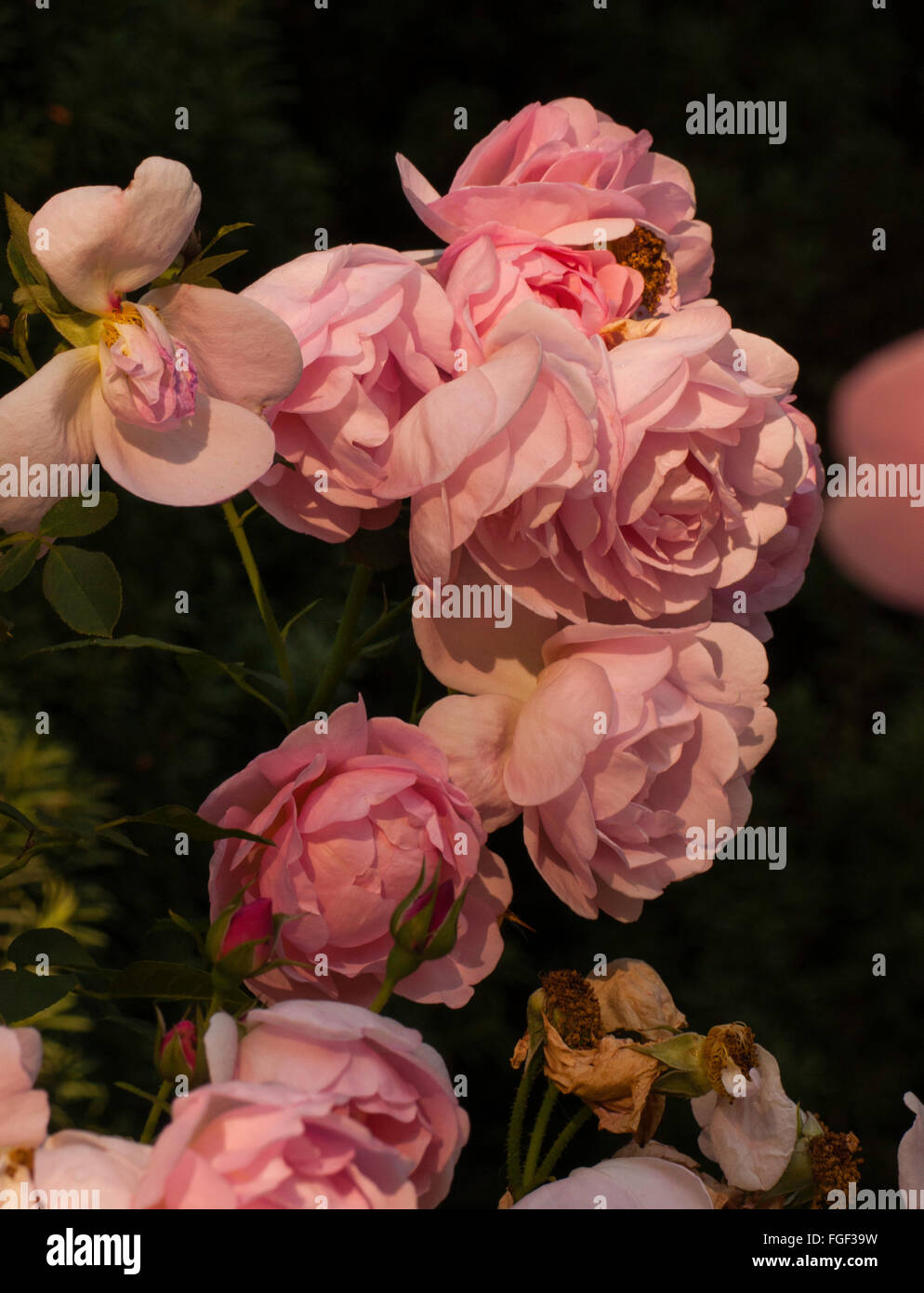 Rose rosa hero hi-res stock photography and images - Alamy