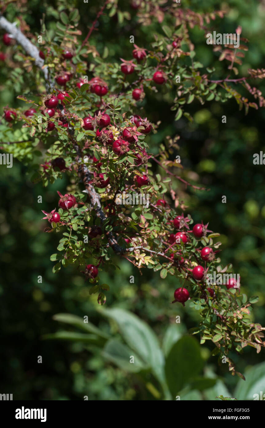 Rosa hugonis rose hips, seed pods Stock Photo - Alamy