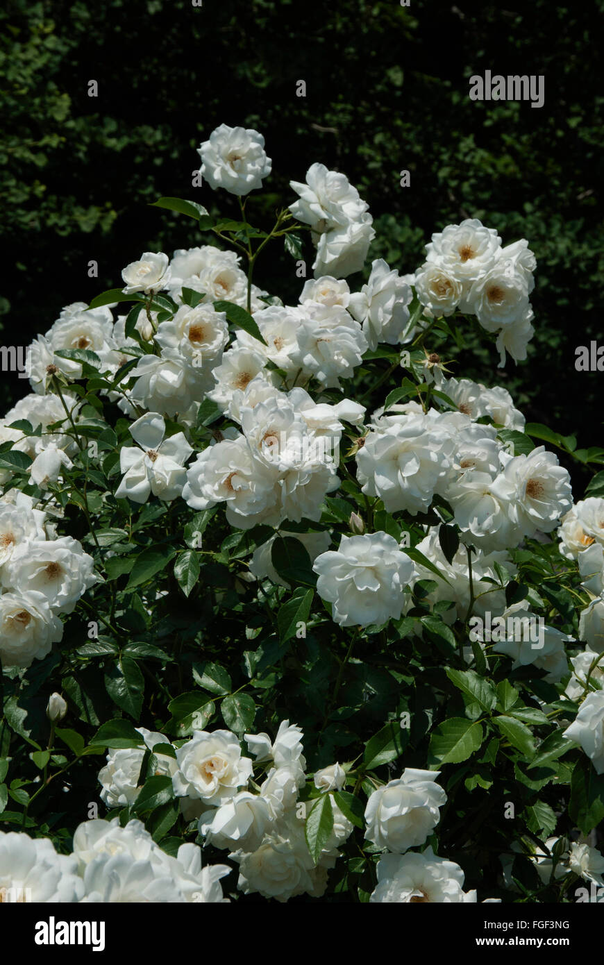 Iceberg rose hi-res stock photography and images - Alamy