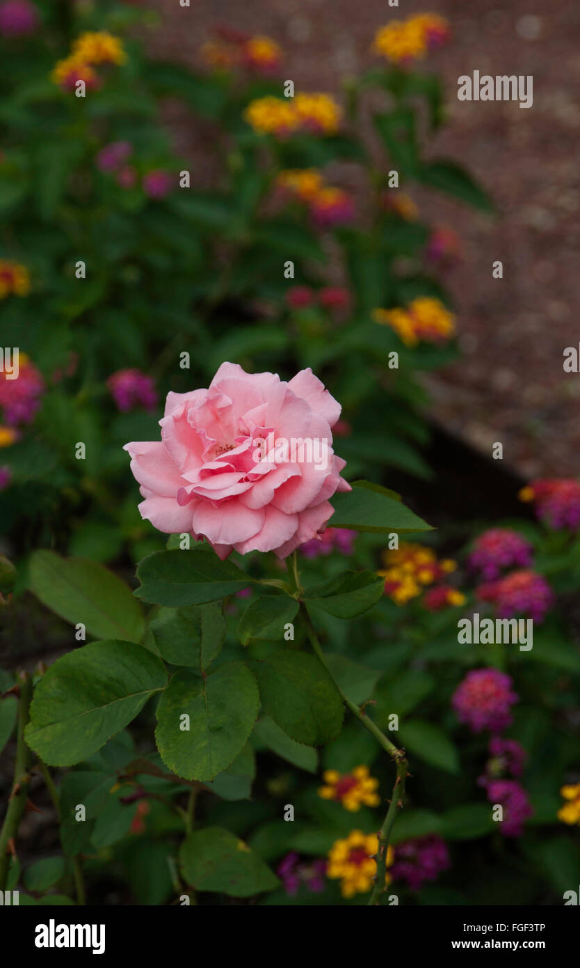 Rose, Rosa LAST TANGO Stock Photo - Alamy