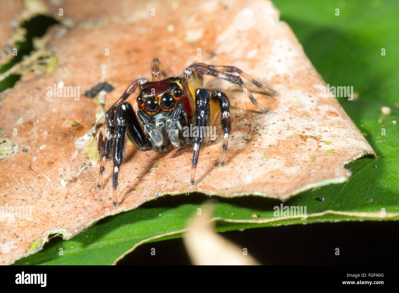 Jumping spider, family Salticidae, looking at the camera, Pastaza ...