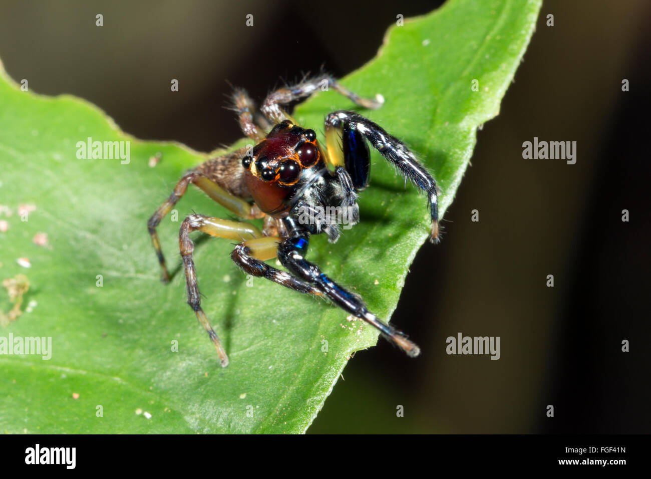 Jumping spider, family Salticidae, looking at the camera, Pastaza ...