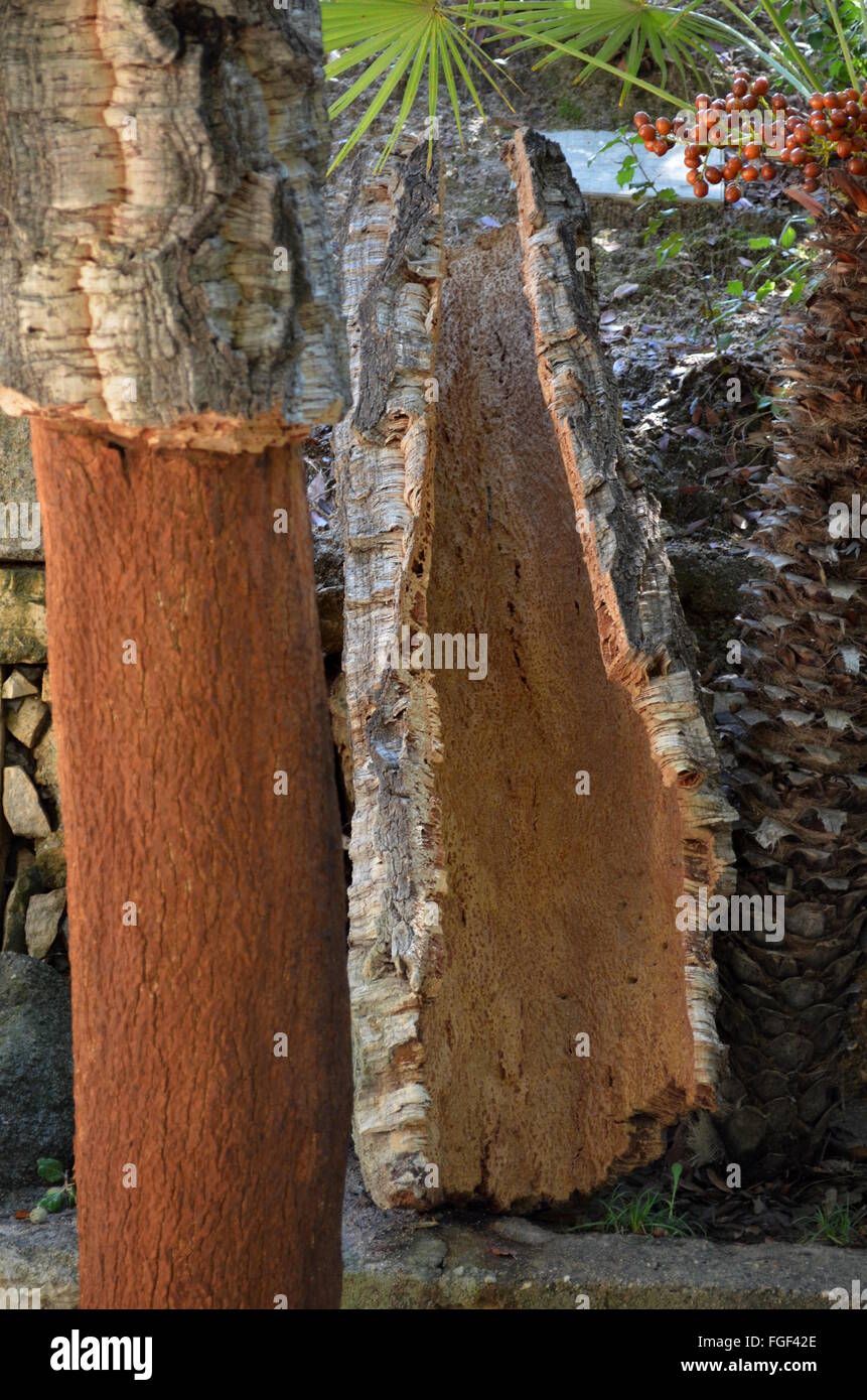 Agriculture axe bark cork hi-res stock photography and images - Alamy