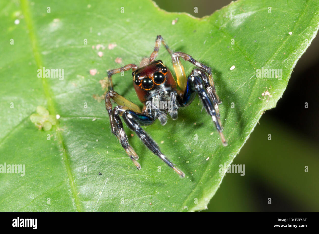 Jumping spider, family Salticidae, looking at the camera, Pastaza ...