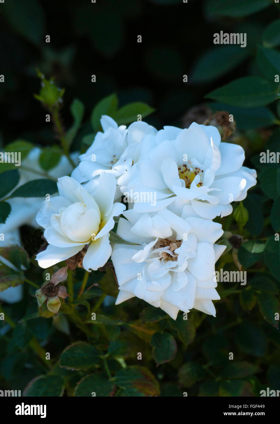Rosa LEXINGTON, rose Stock Photo - Alamy