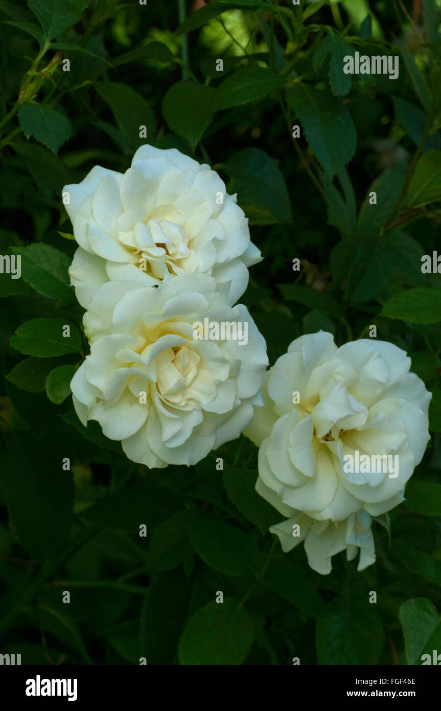 Rose, Rosa LIME SUBLIME, floribunda Stock Photo - Alamy