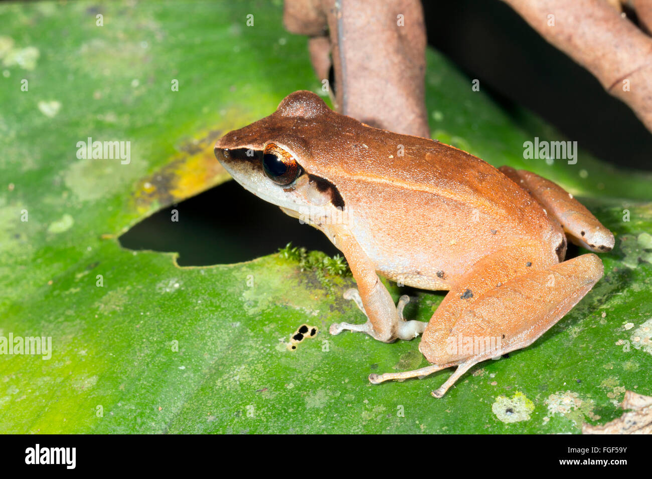 Rain Frog (Pristimantis conspicillatus) in the rainforest understory ...
