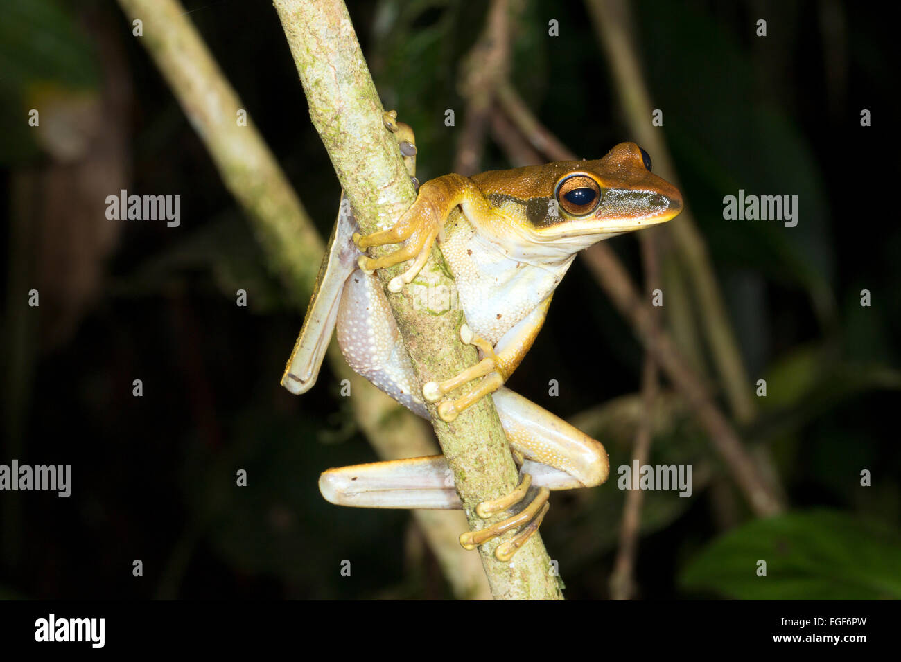 Quacking River Frog (Hypsiboas lanciformis) perching in the rainforest ...
