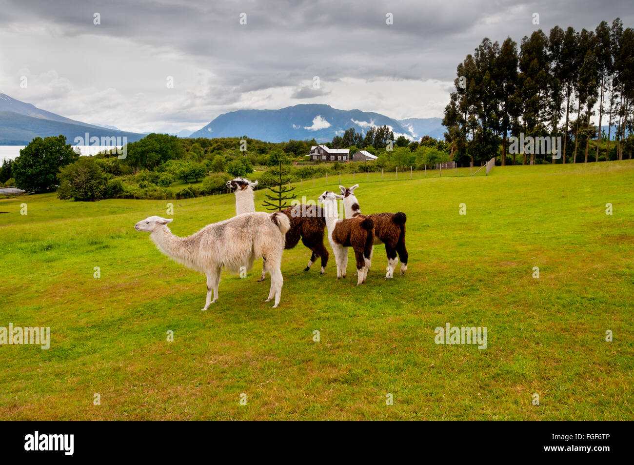 Weather animals hi-res stock photography and images - Alamy