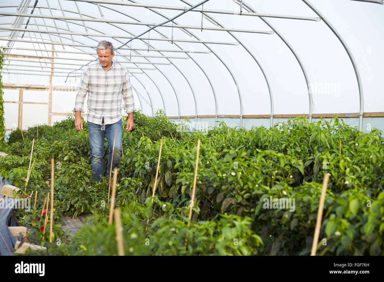 Farmer Checking Organic Chilli Plants In Greenhouse Stock Photo - Alamy