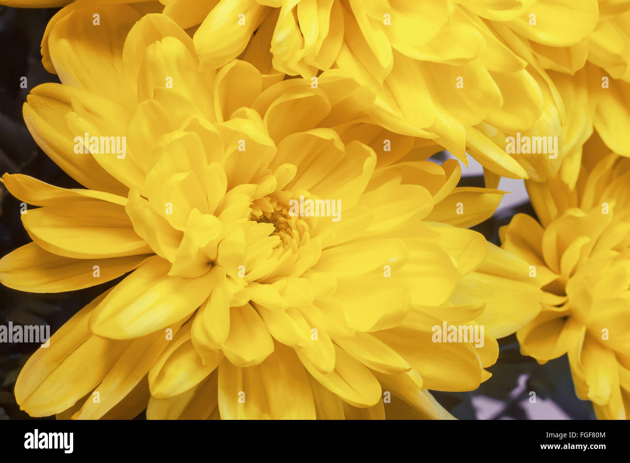 Close up presents the core of the flower and beautiful petals of yellow ...