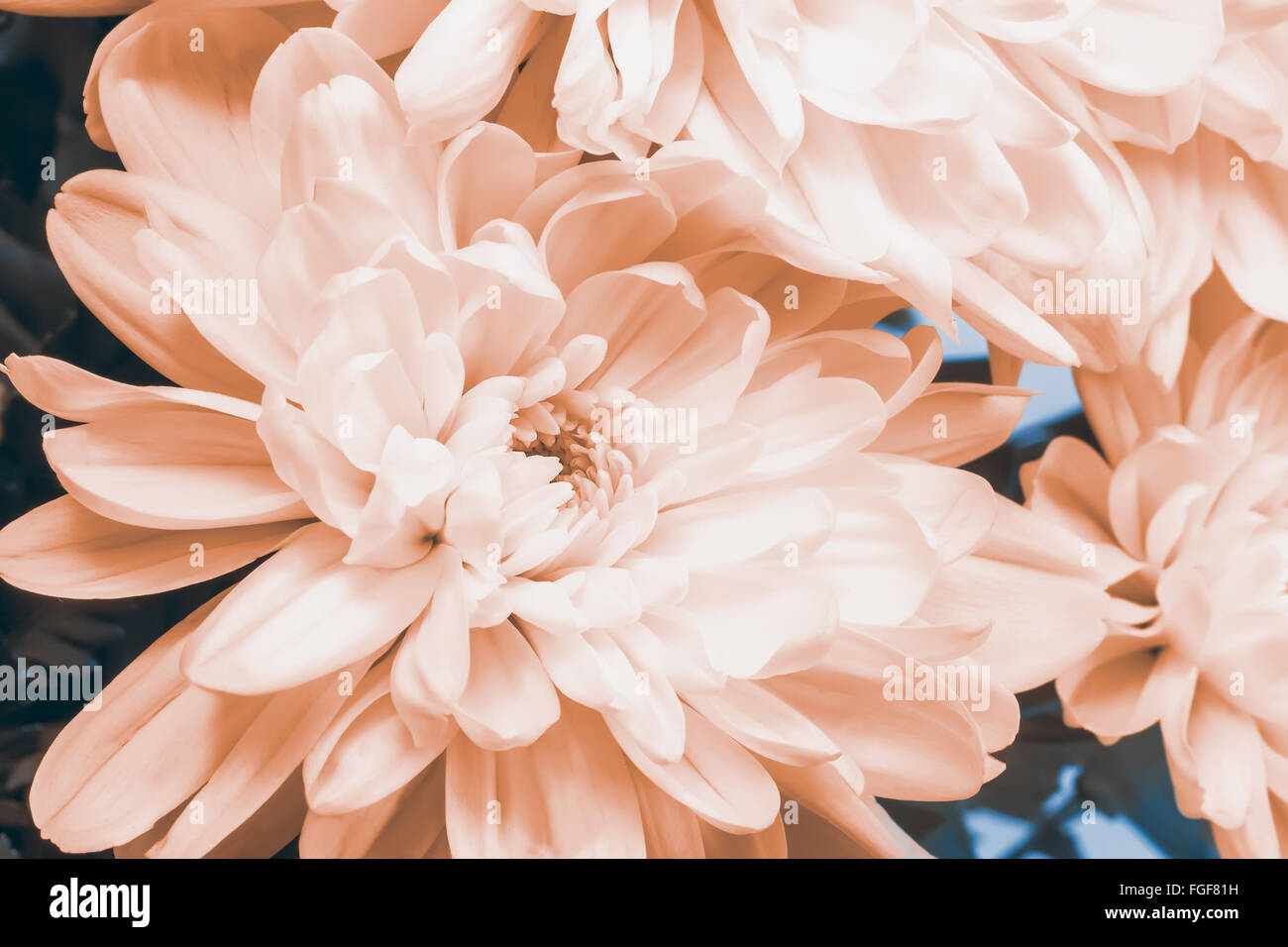 Petals beautiful garden hi-res stock photography and images - Alamy