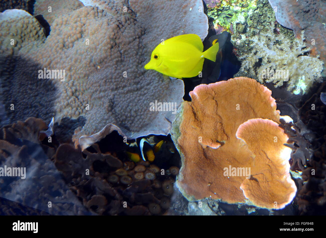 Underwater shot of tropical yellow fish Stock Photo - Alamy