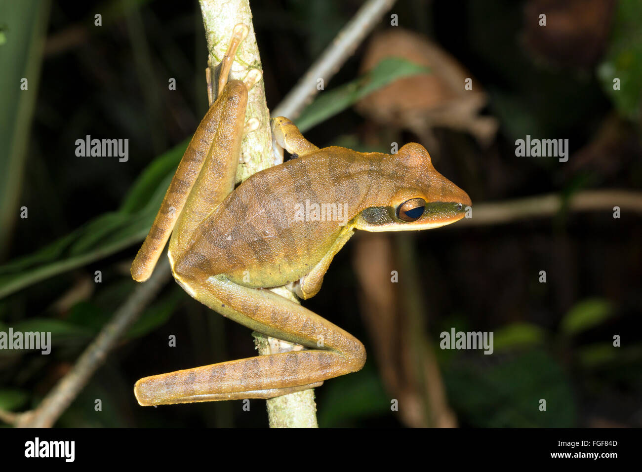 Quacking River Frog (Hypsiboas lanciformis) perching in the rainforest ...