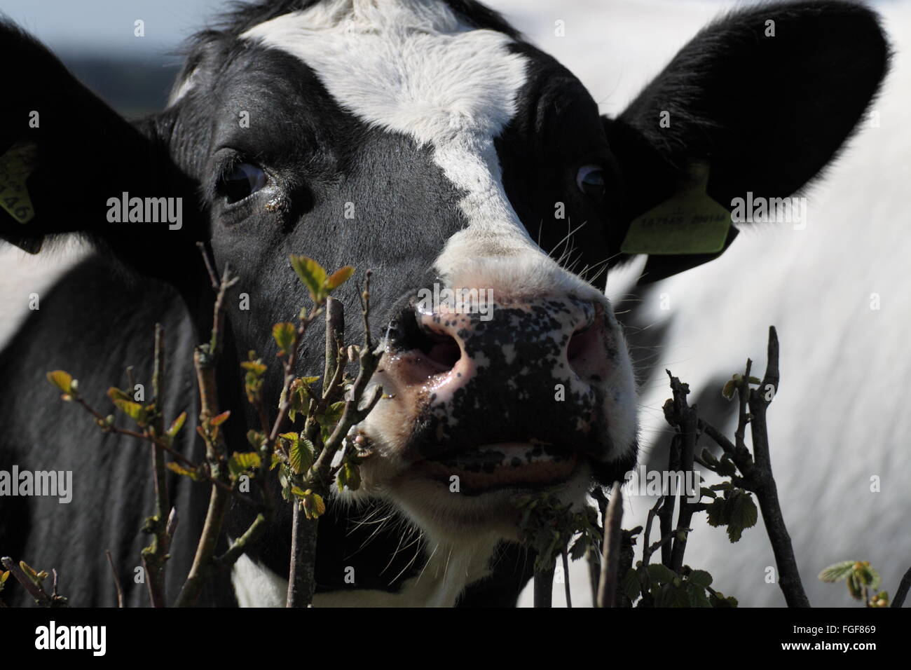 Black cows face hi-res stock photography and images - Alamy