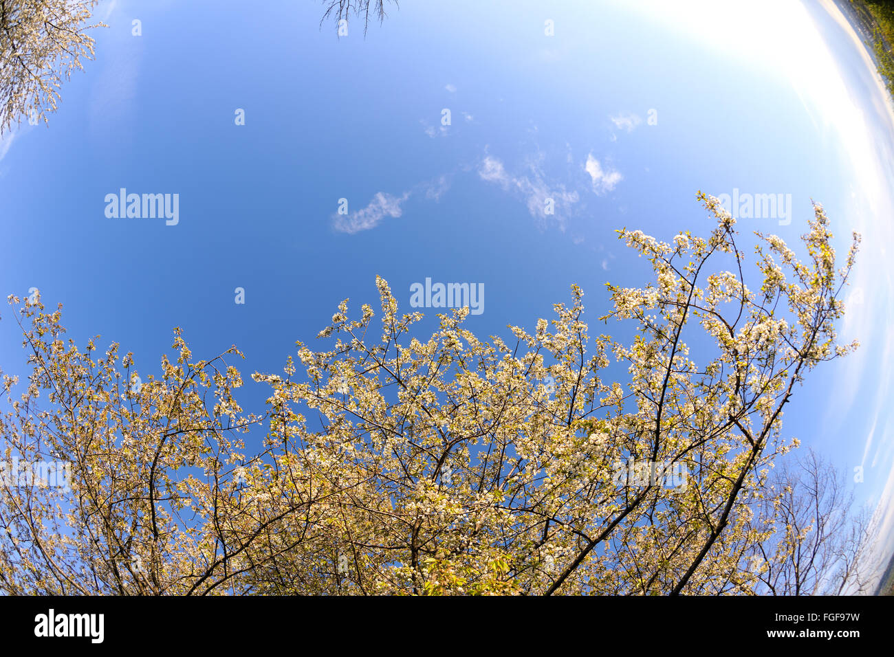 blossoms on a spring day Stock Photo - Alamy