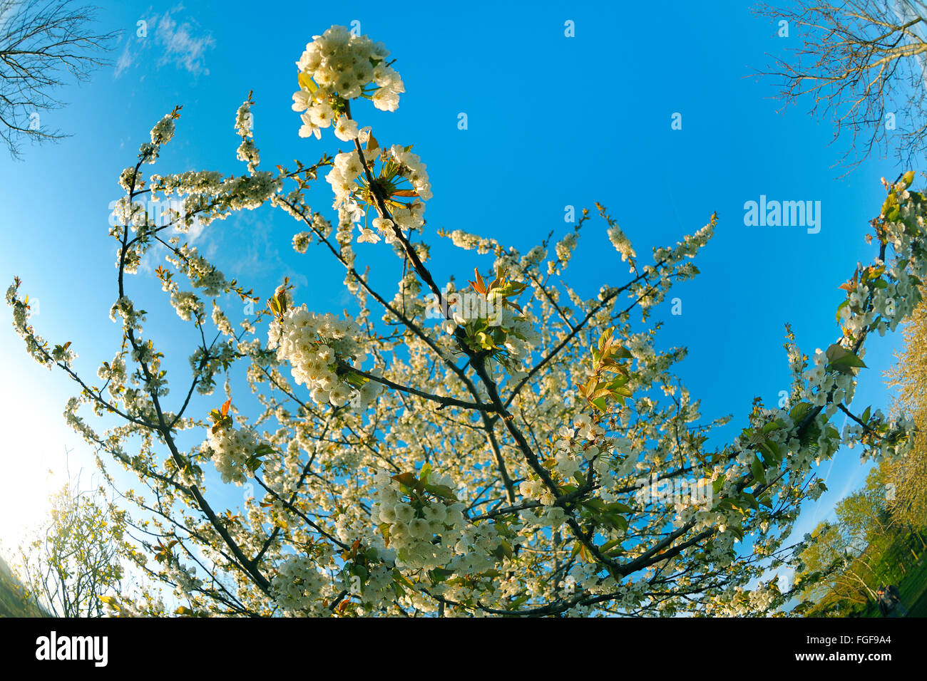 blossoms on a spring day Stock Photo - Alamy