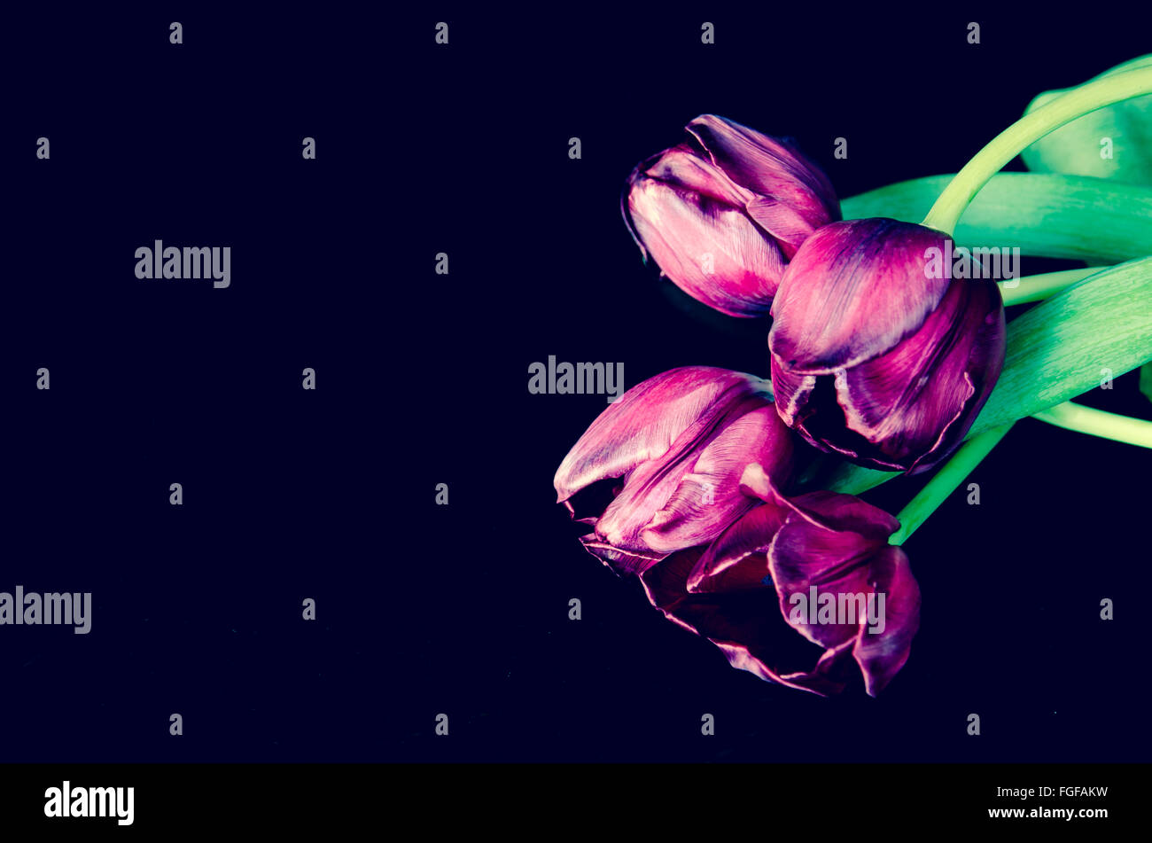 dried tulips over black background Stock Photo - Alamy