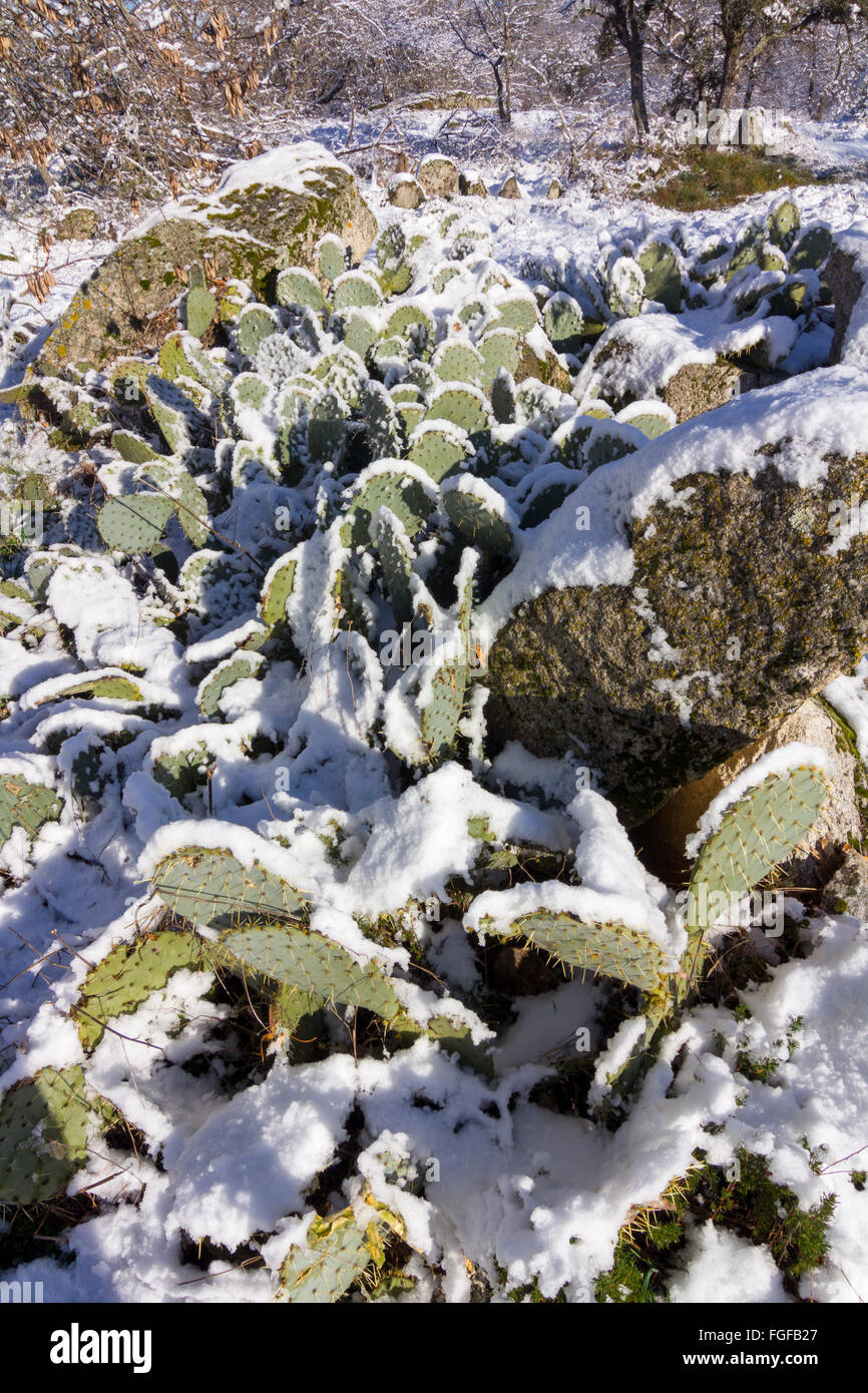Ice cactus hi-res stock photography and images - Alamy