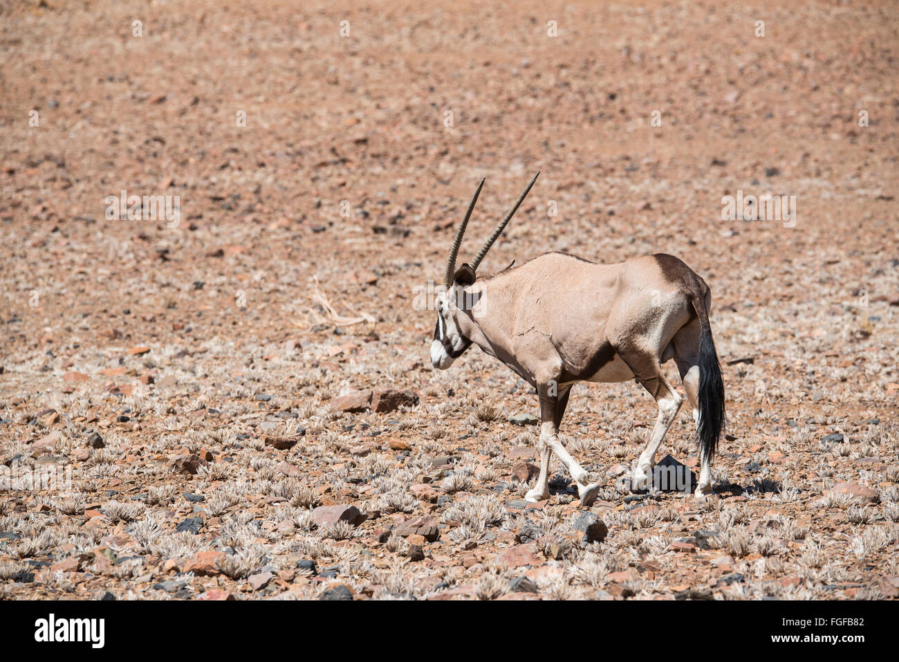 Gemsbok walking through a stoney area in the Namib Desert Stock Photo ...