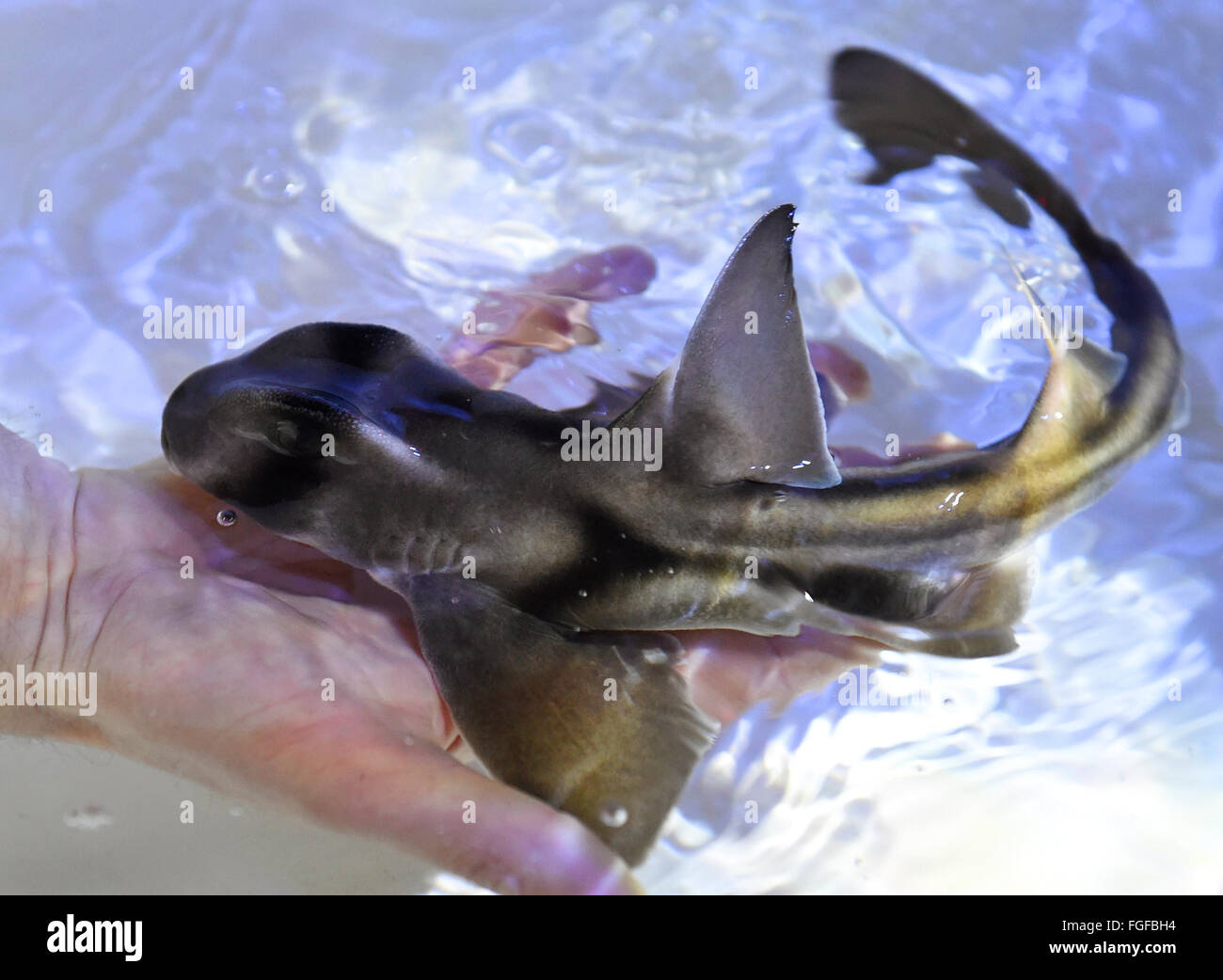 An eight months old 'Port Jackson Bullhead sharks' is placed into the ...