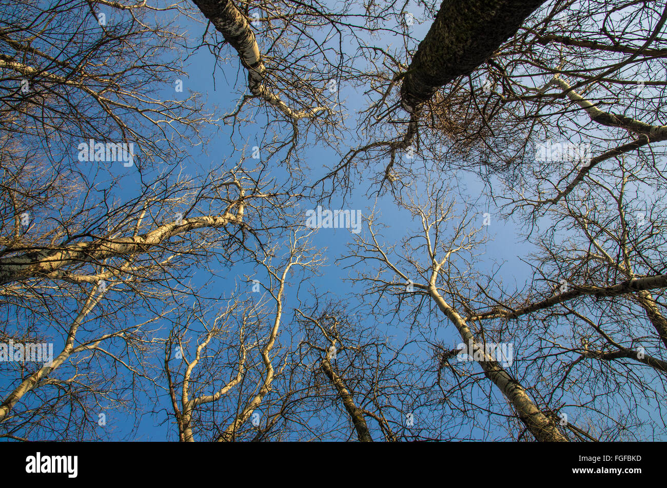 view up to sky and trees Stock Photo - Alamy