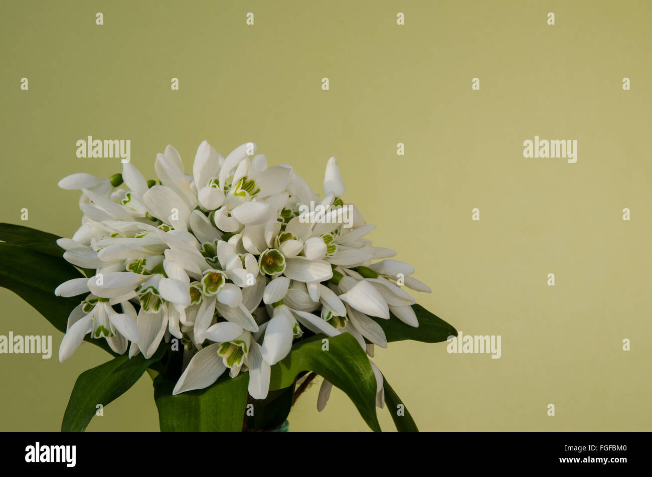 bunch of white snowdrops background Stock Photo - Alamy