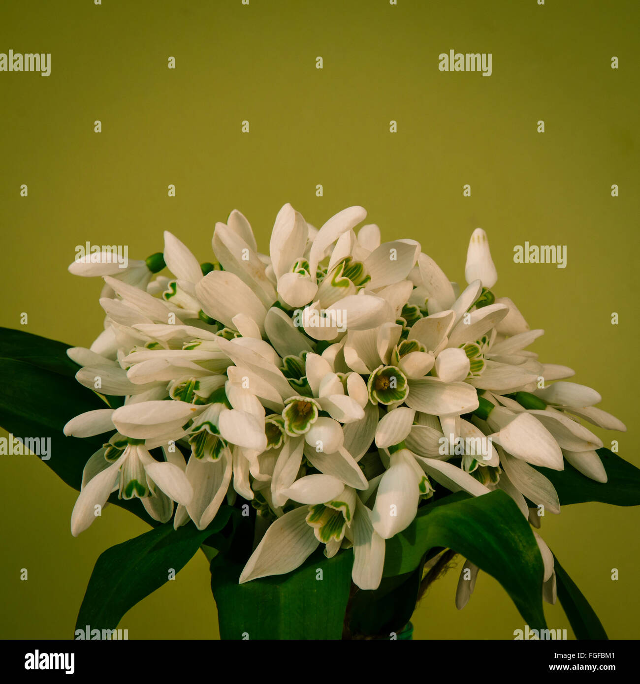 bunch of white snowdrops concept Stock Photo - Alamy