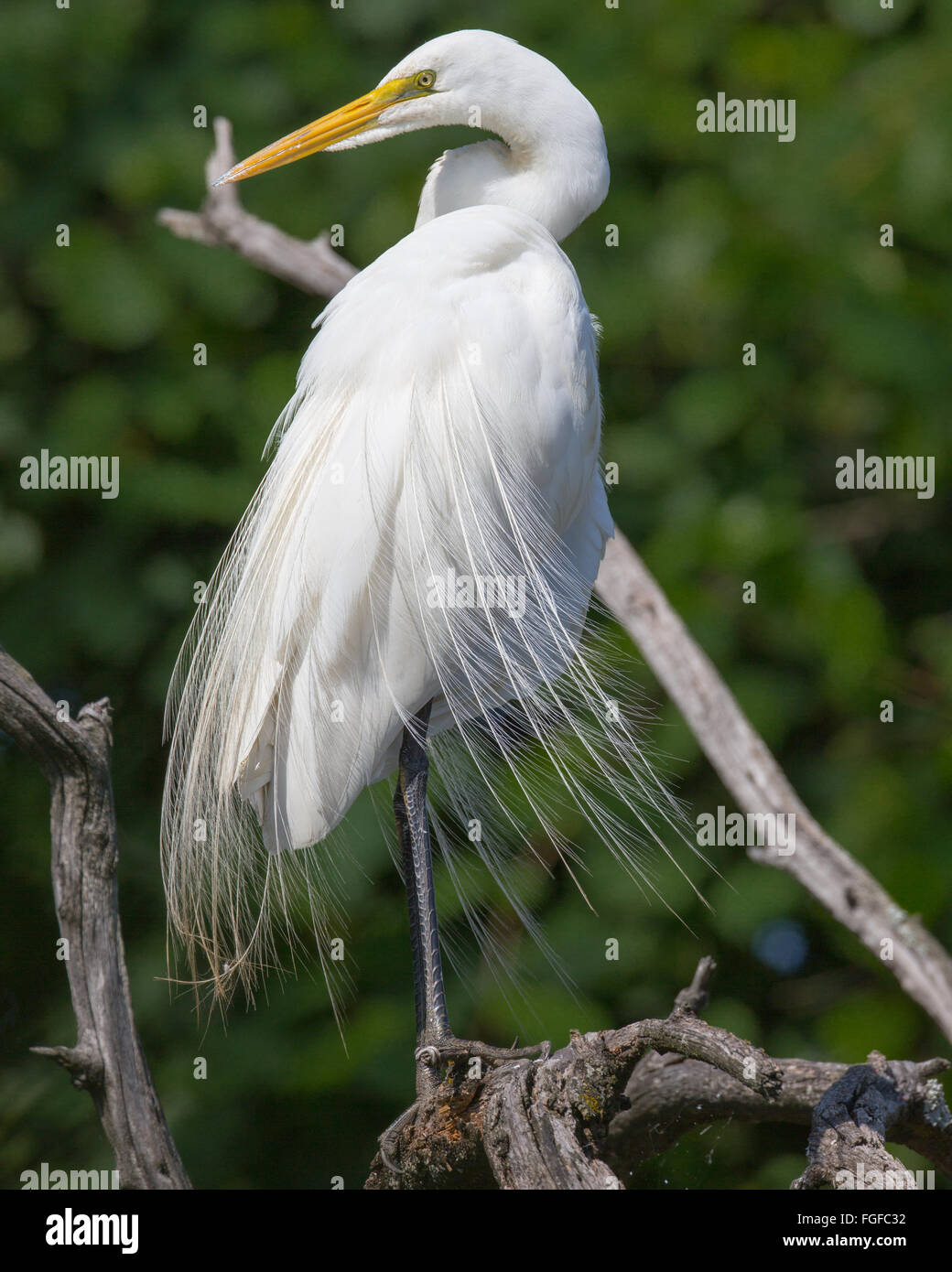 Great Egret in breeding plumage Stock Photo - Alamy
