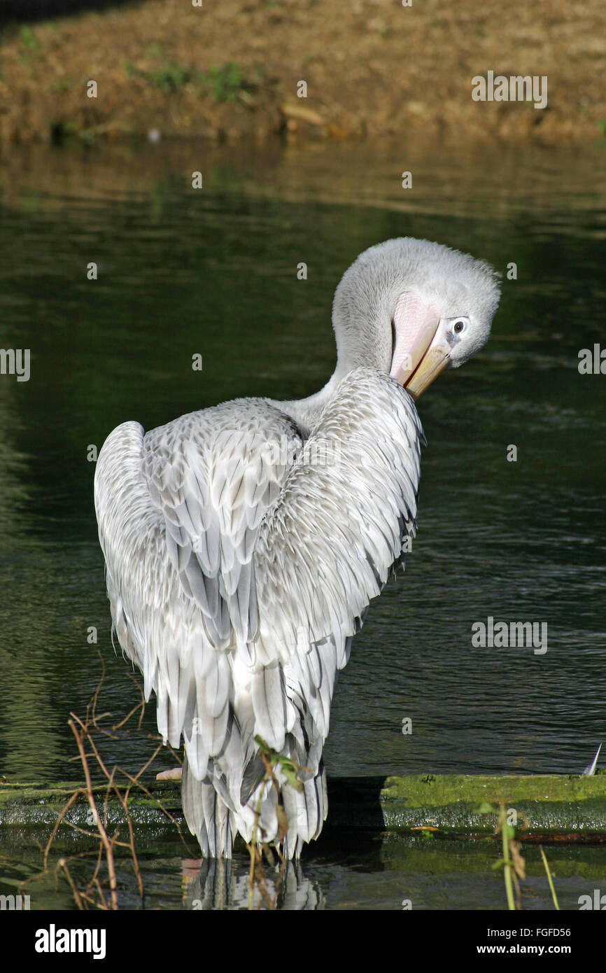 Preening feathers hi-res stock photography and images - Alamy