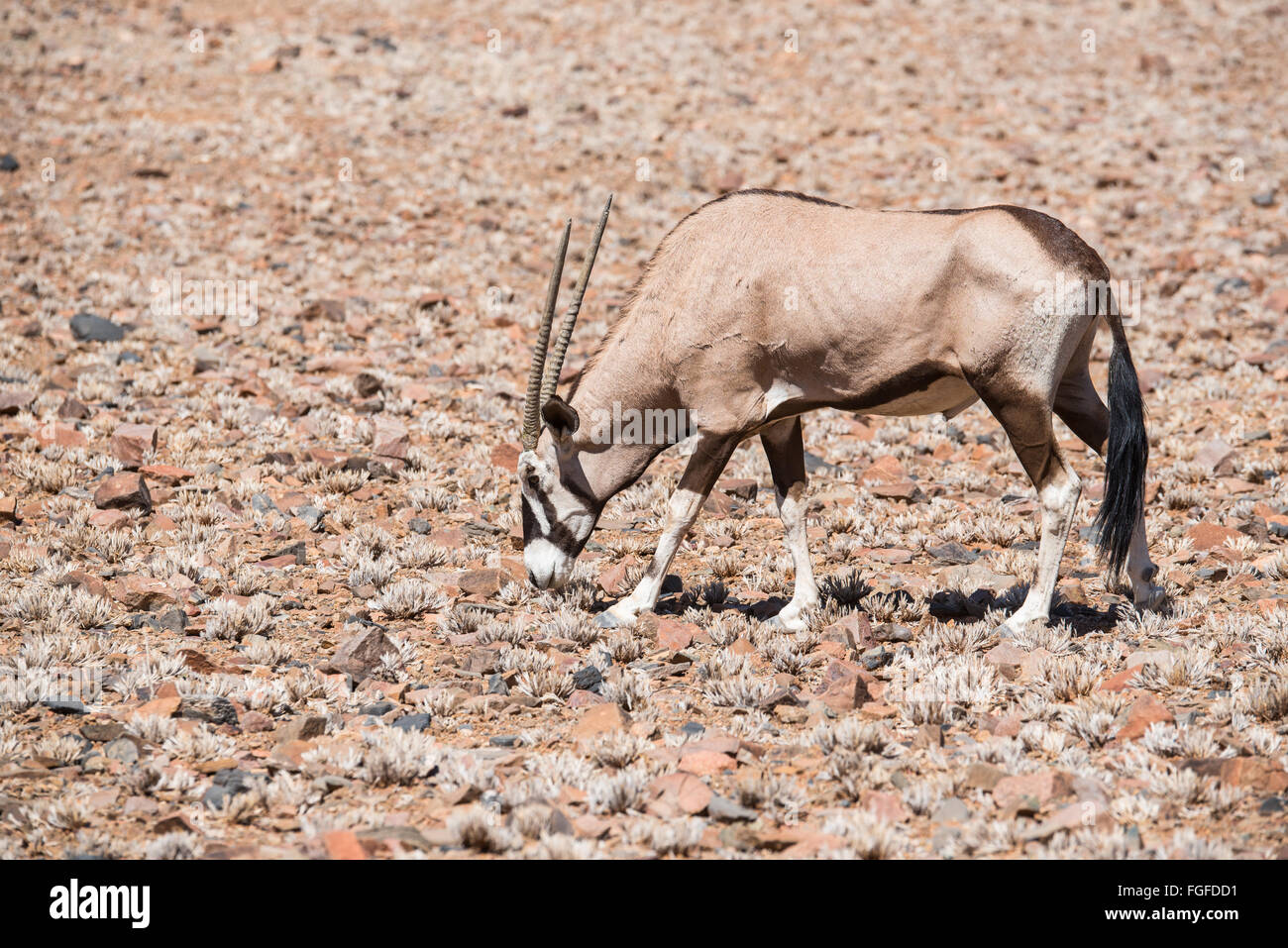 An oryx eating in the Namib Desert Stock Photo - Alamy