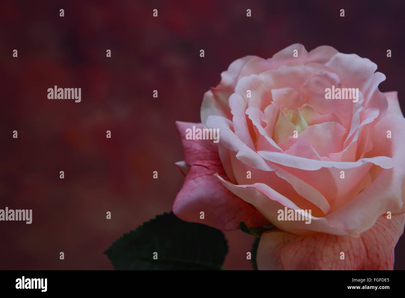 still life close up of artificial pink rose, oil painting background ...