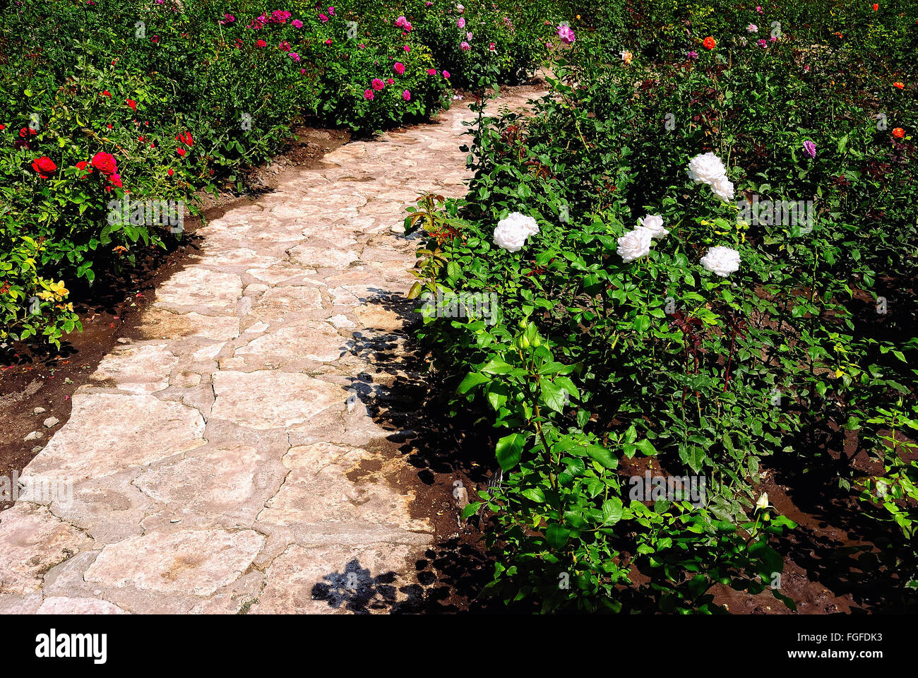 Rosebushes Blooming with White, Pink, and Red Roses and a Paved Path in ...