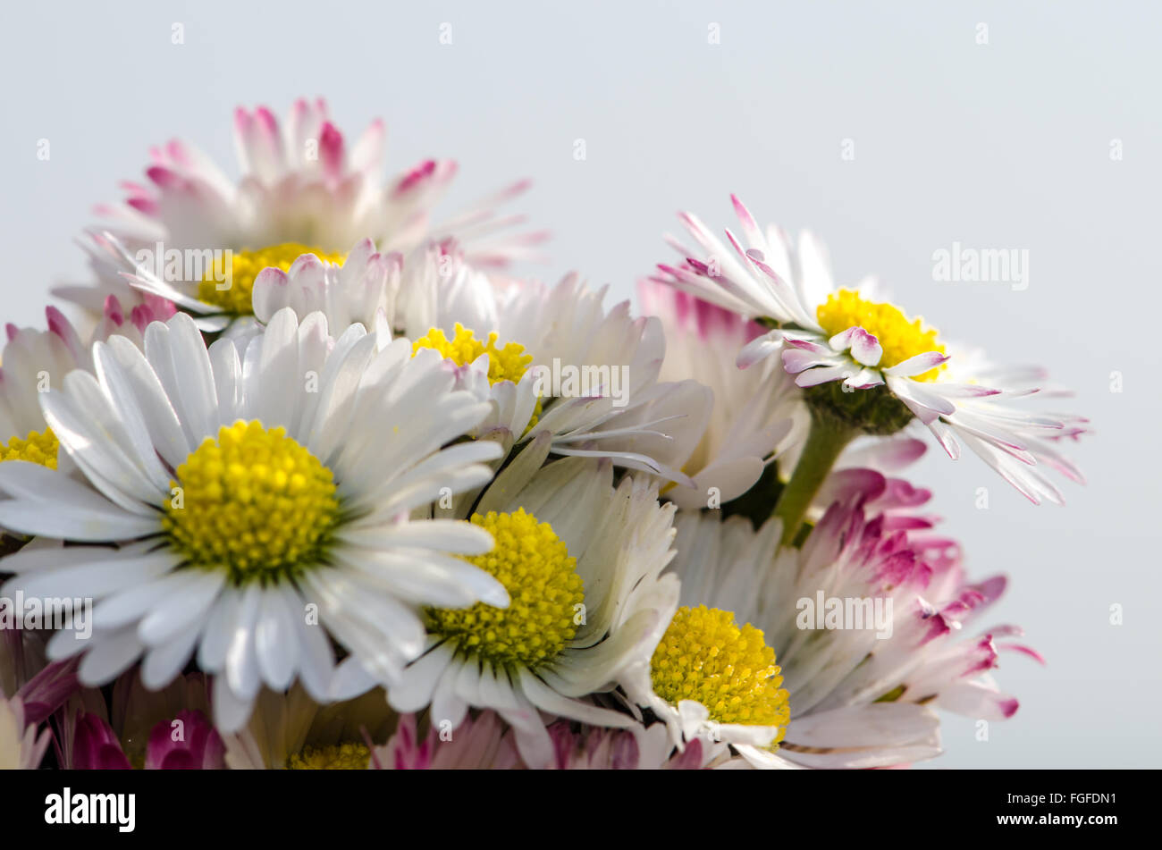 daisy flower image Stock Photo - Alamy