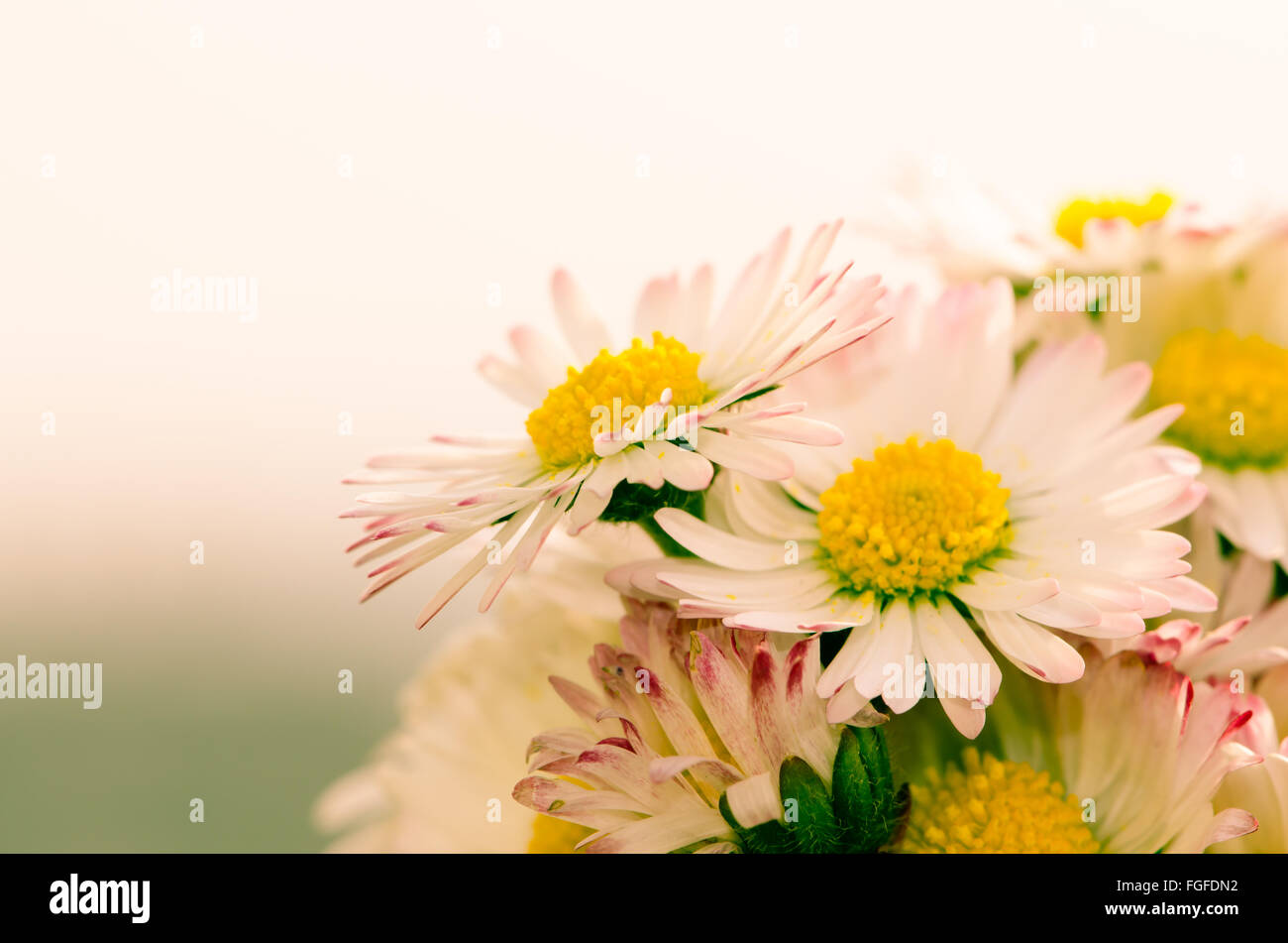 daisy flower image Stock Photo - Alamy