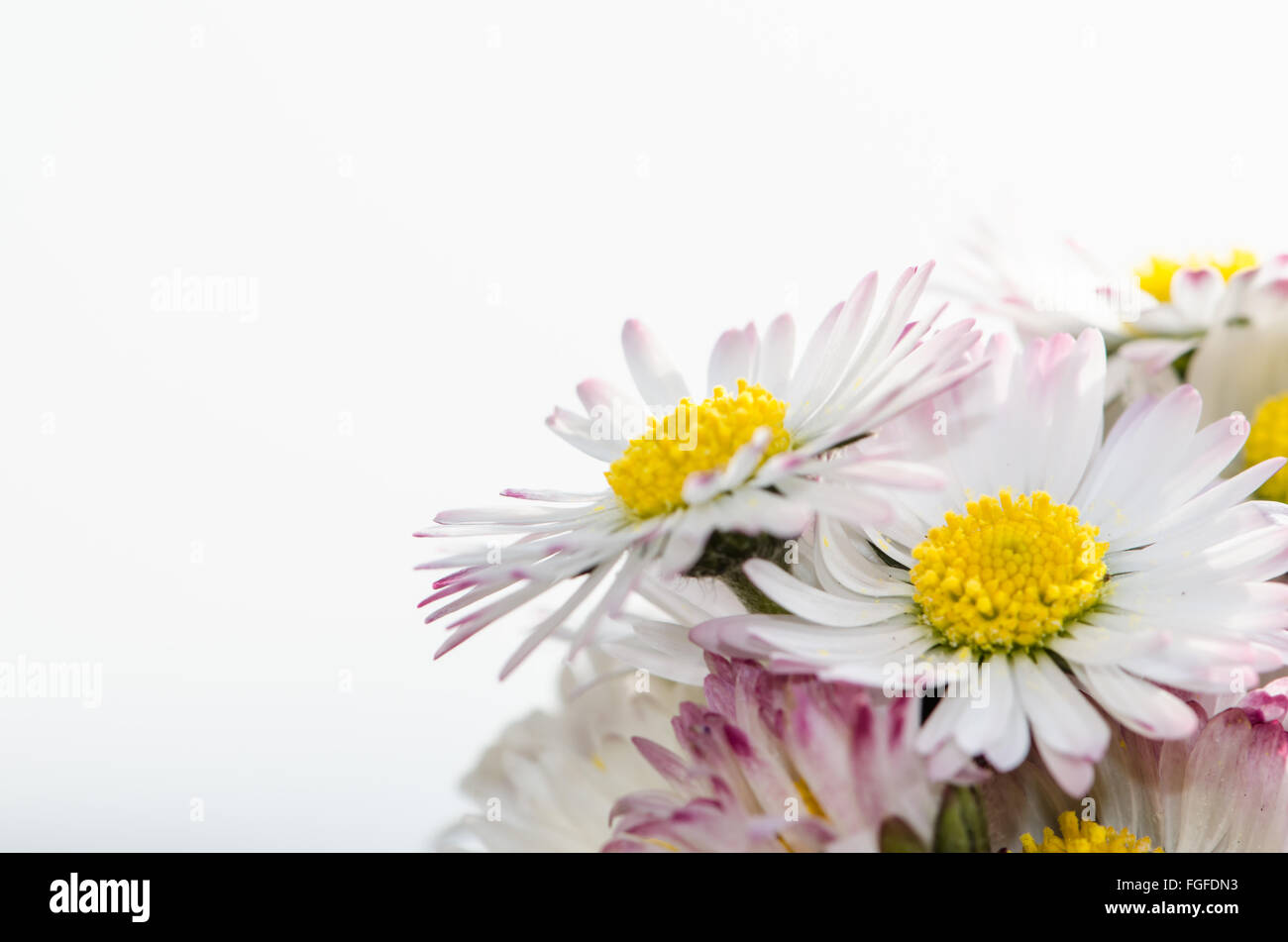 daisy flower image Stock Photo - Alamy