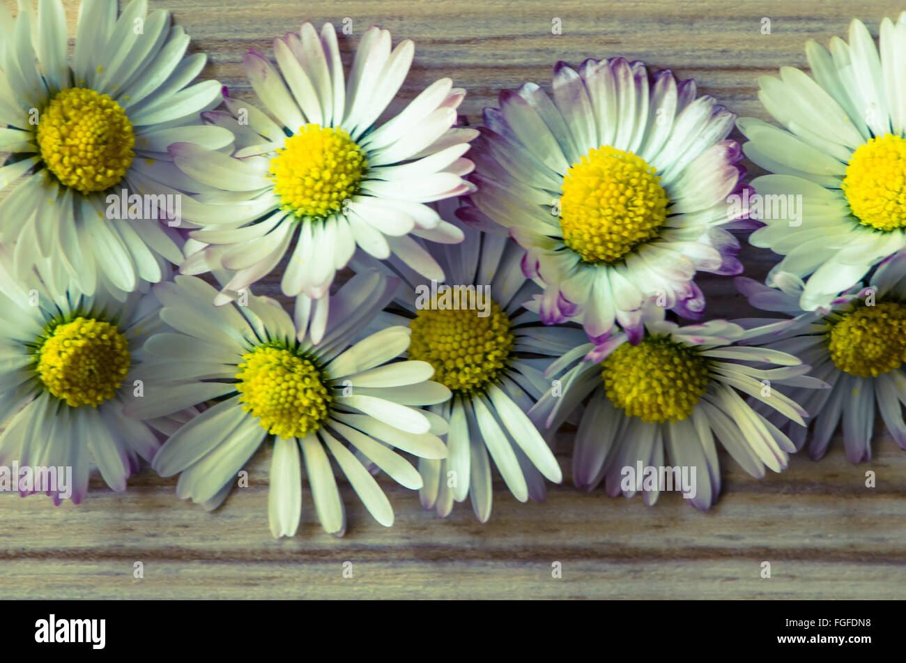 daisy flower image Stock Photo - Alamy
