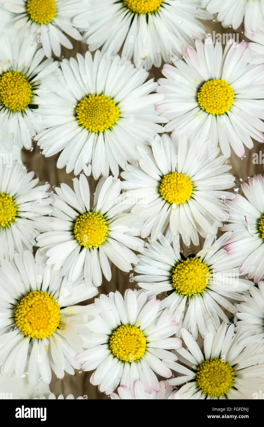 daisy flower image background Stock Photo - Alamy