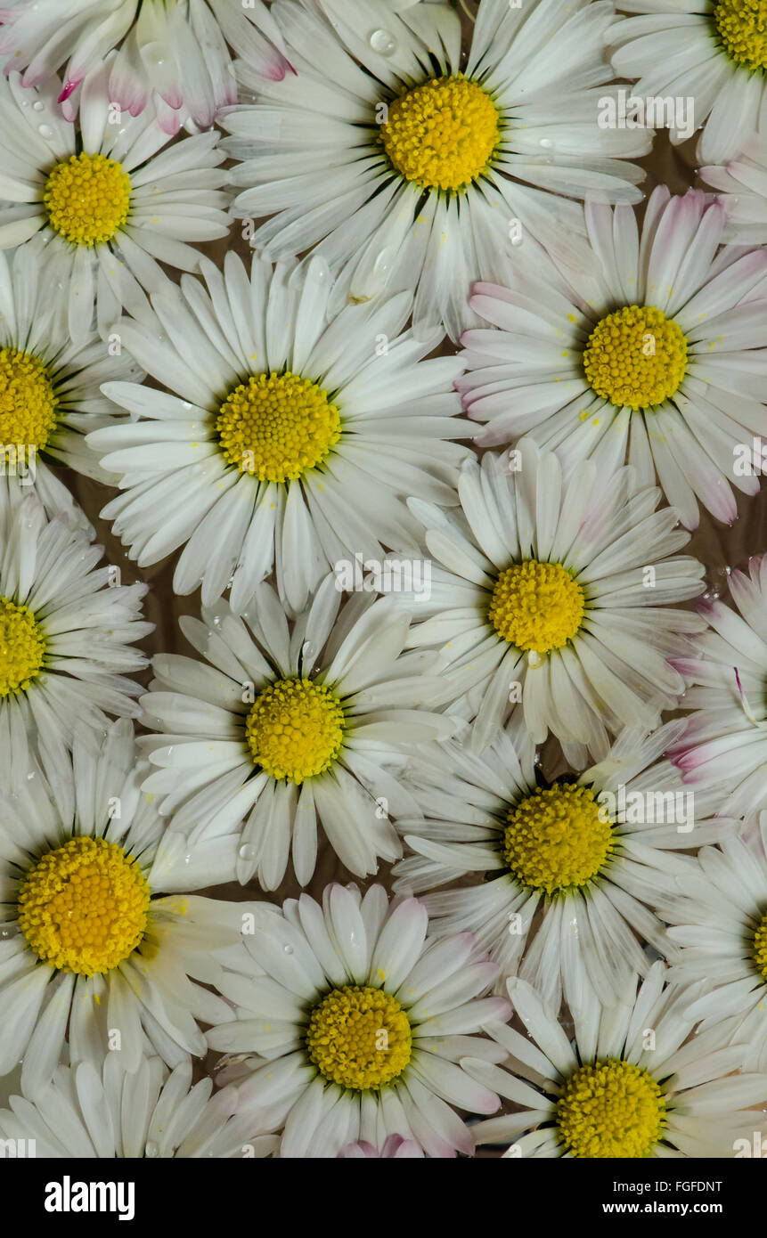 daisy flower image background Stock Photo - Alamy