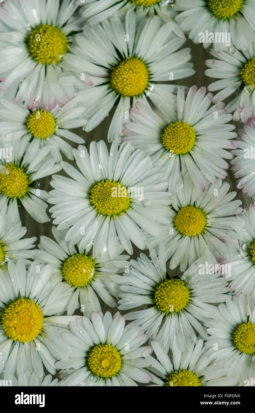 daisy flower image background Stock Photo - Alamy