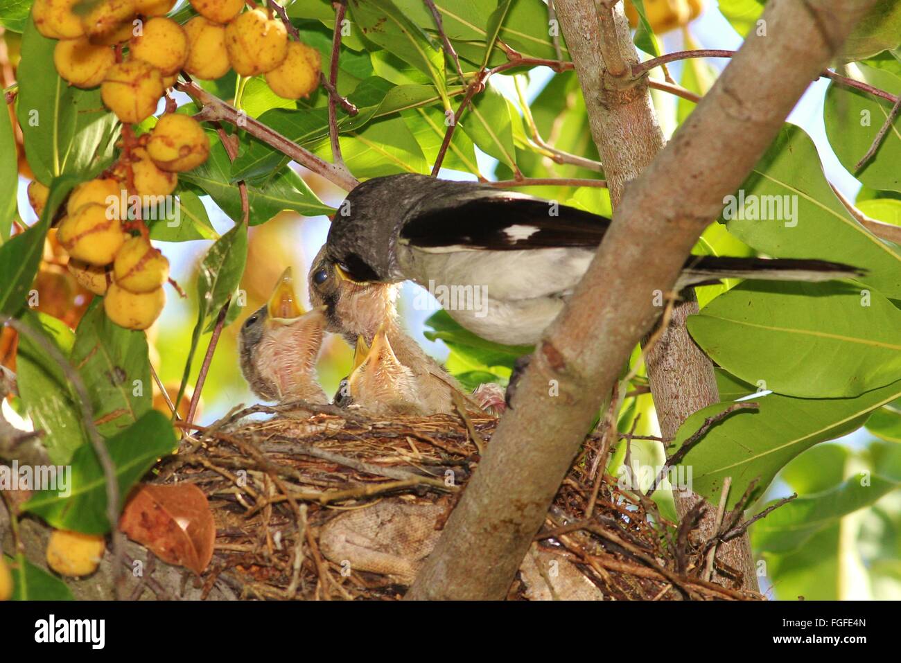 Loggerhead Shrikes feeding their chicks in the nest! Stock Photo - Alamy