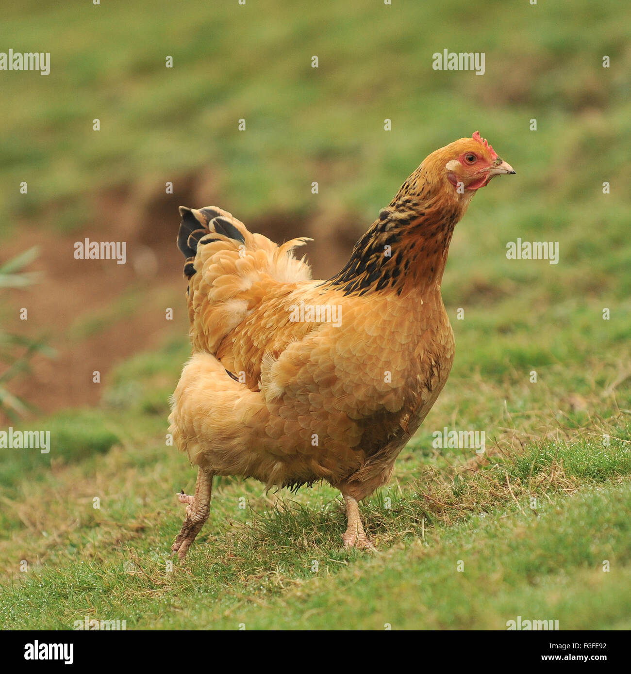 Chicken running hi-res stock photography and images - Alamy