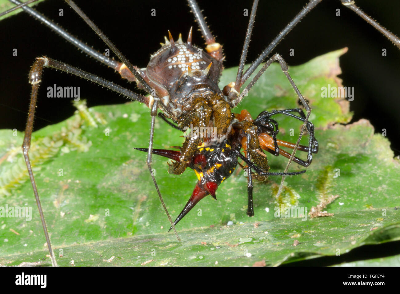 Giant tropical harvestman (Phalangid) feeding on a spiny spider ...