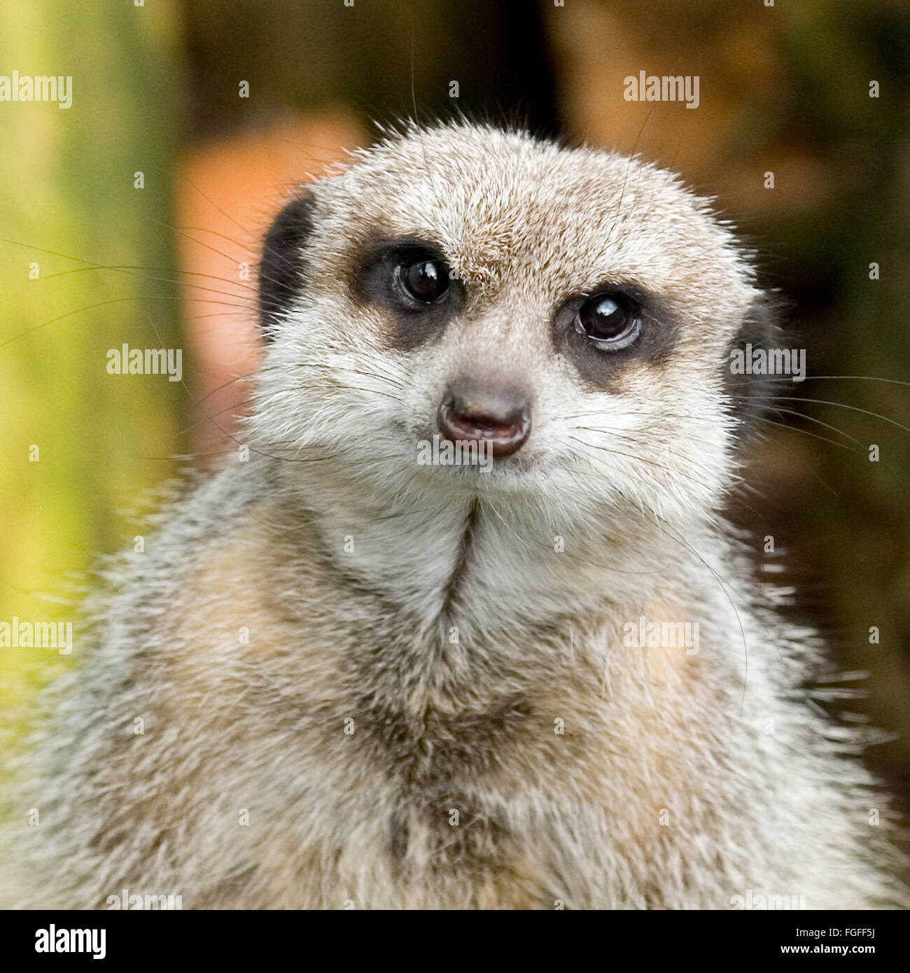 Close up portrait face meerkat hi-res stock photography and images - Alamy