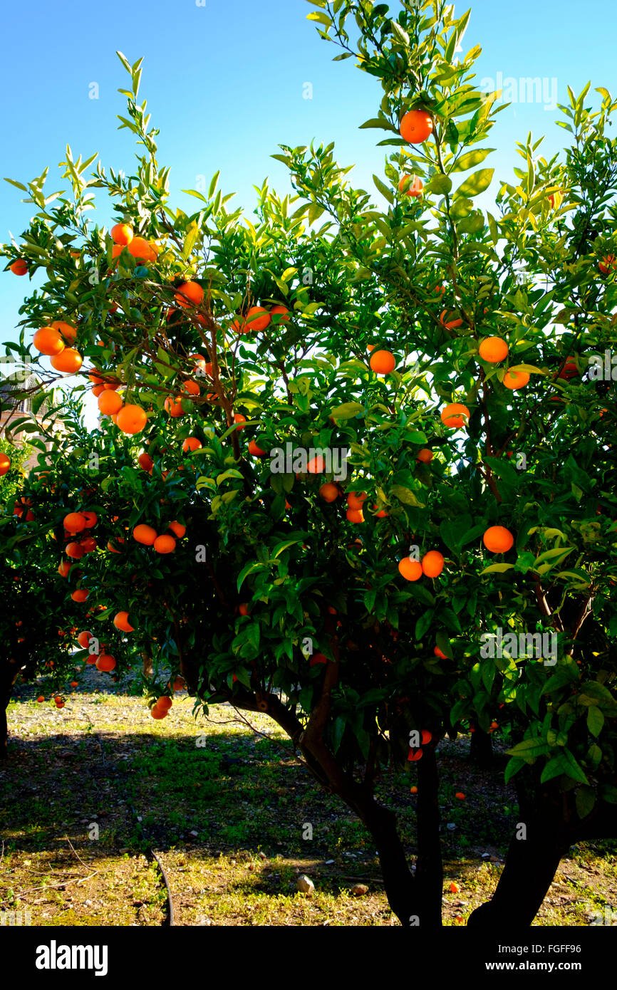 Fruit tree without fruits hi-res stock photography and images - Alamy