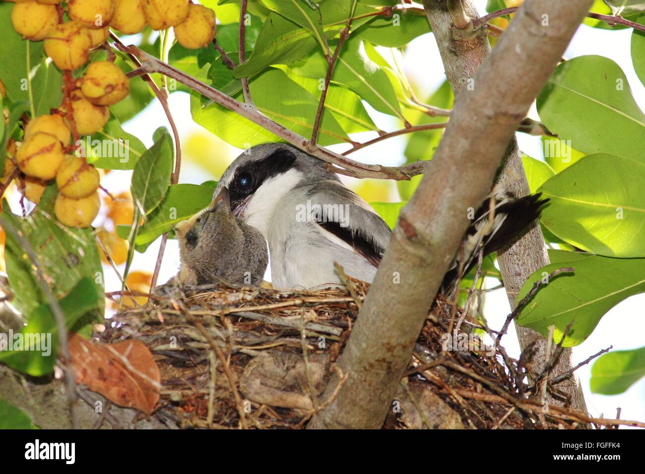 Loggerhead Shrikes in there nest feeding chicks! Stock Photo - Alamy