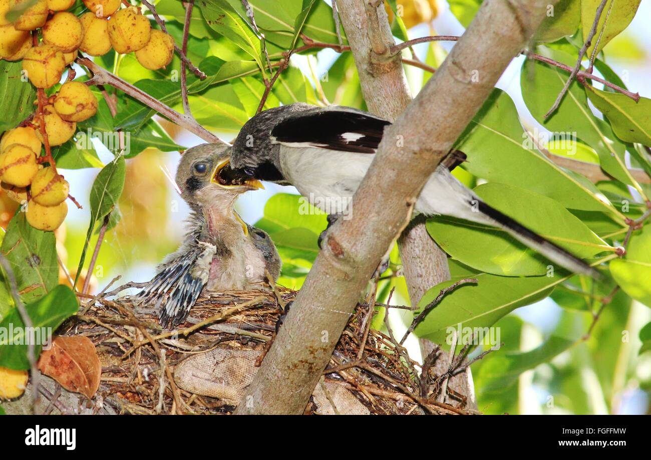 Loggerhead Shrikes in there nest feeding chicks! Stock Photo - Alamy